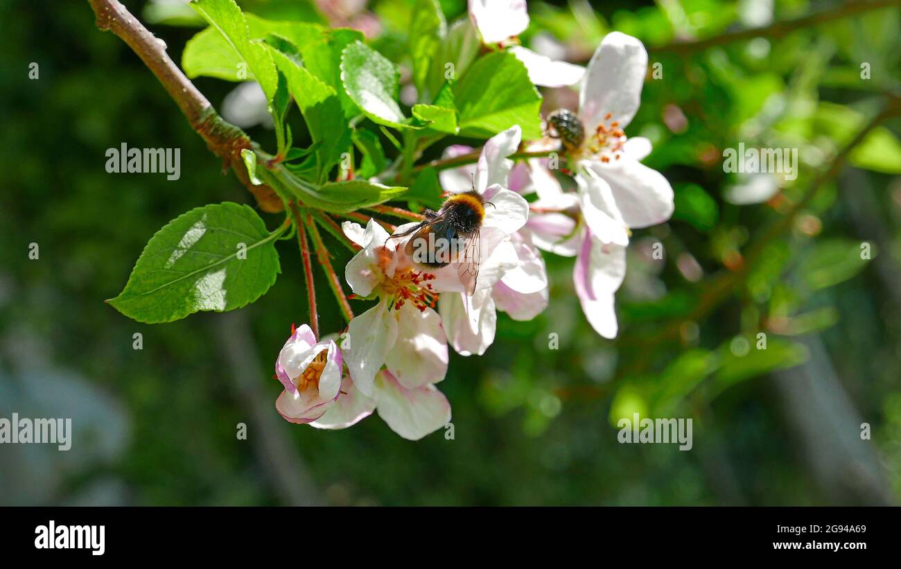 small worker bee above the white flower during pollination Stock Photo ...