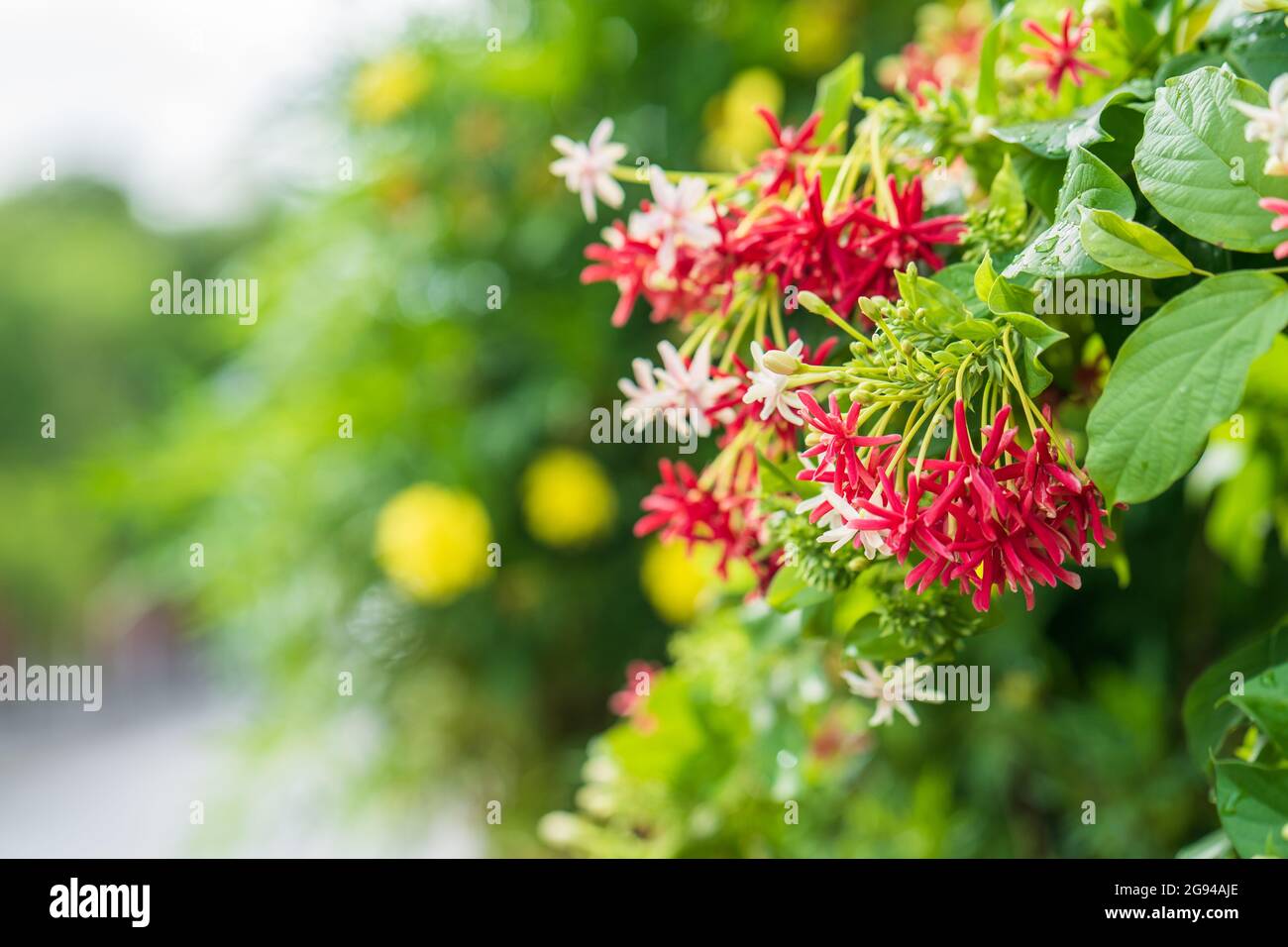 Rangoon creeper foliage and flowers hi-res stock photography and images ...