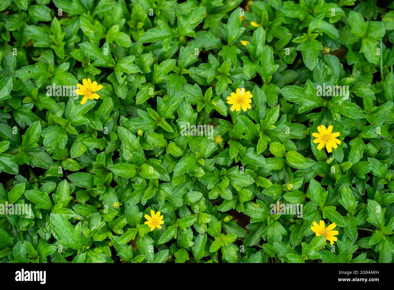 Top view of blooming wildflowers Stock Photo - Alamy