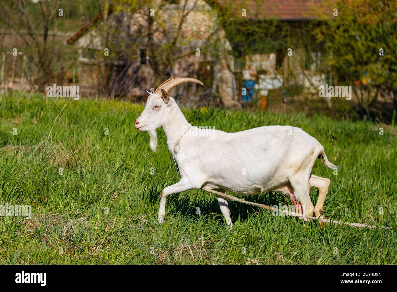 White goat in a farm land Stock Photo - Alamy