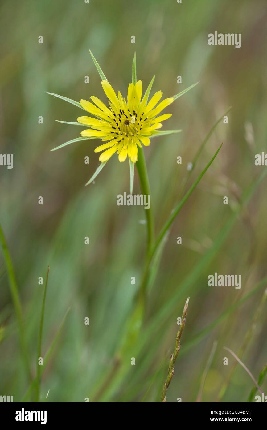 Wild flora, flowers in spring in the Pampas landscape, La Pampa ...