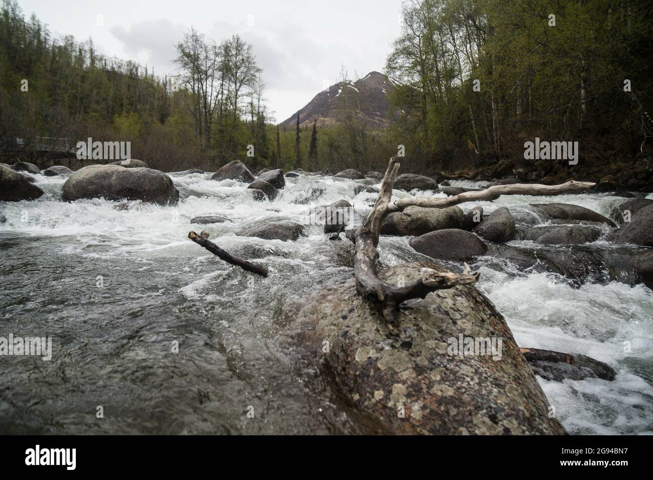 River flowing through the rocks and fallen branches amid the forest ...