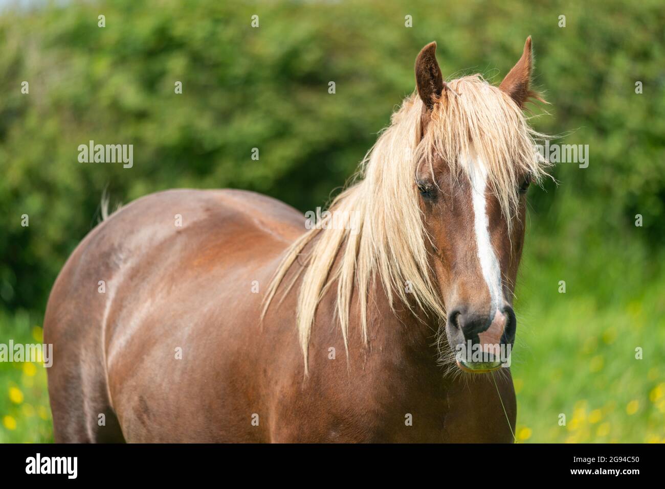 Welsh cob horse, stallion Stock Photo - Alamy