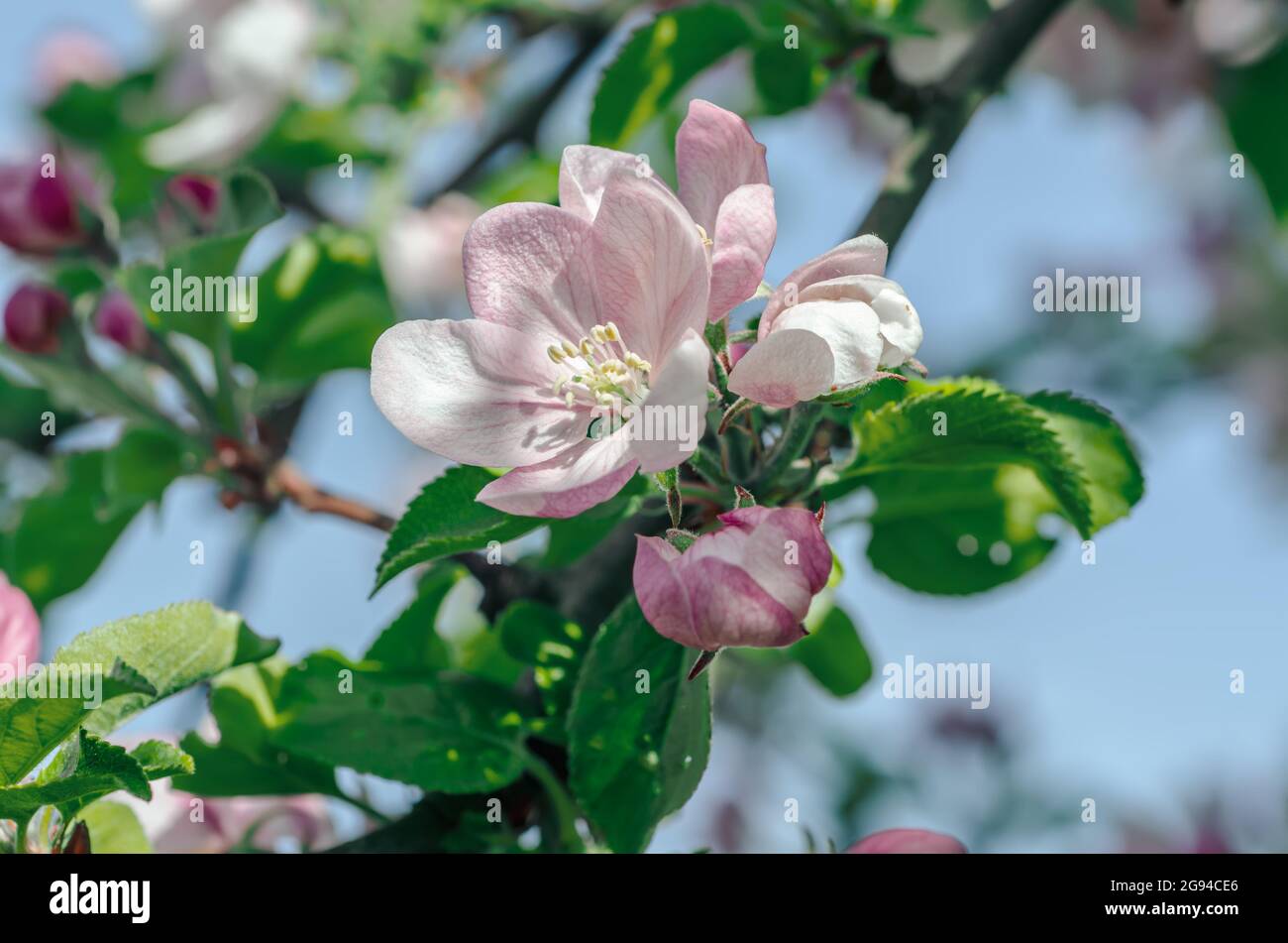 Apple tree flower Stock Photo - Alamy