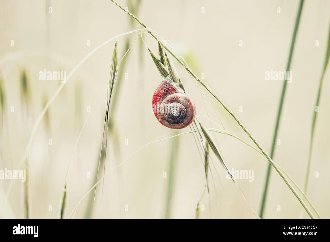 Ladybug grass spiral hi-res stock photography and images - Alamy