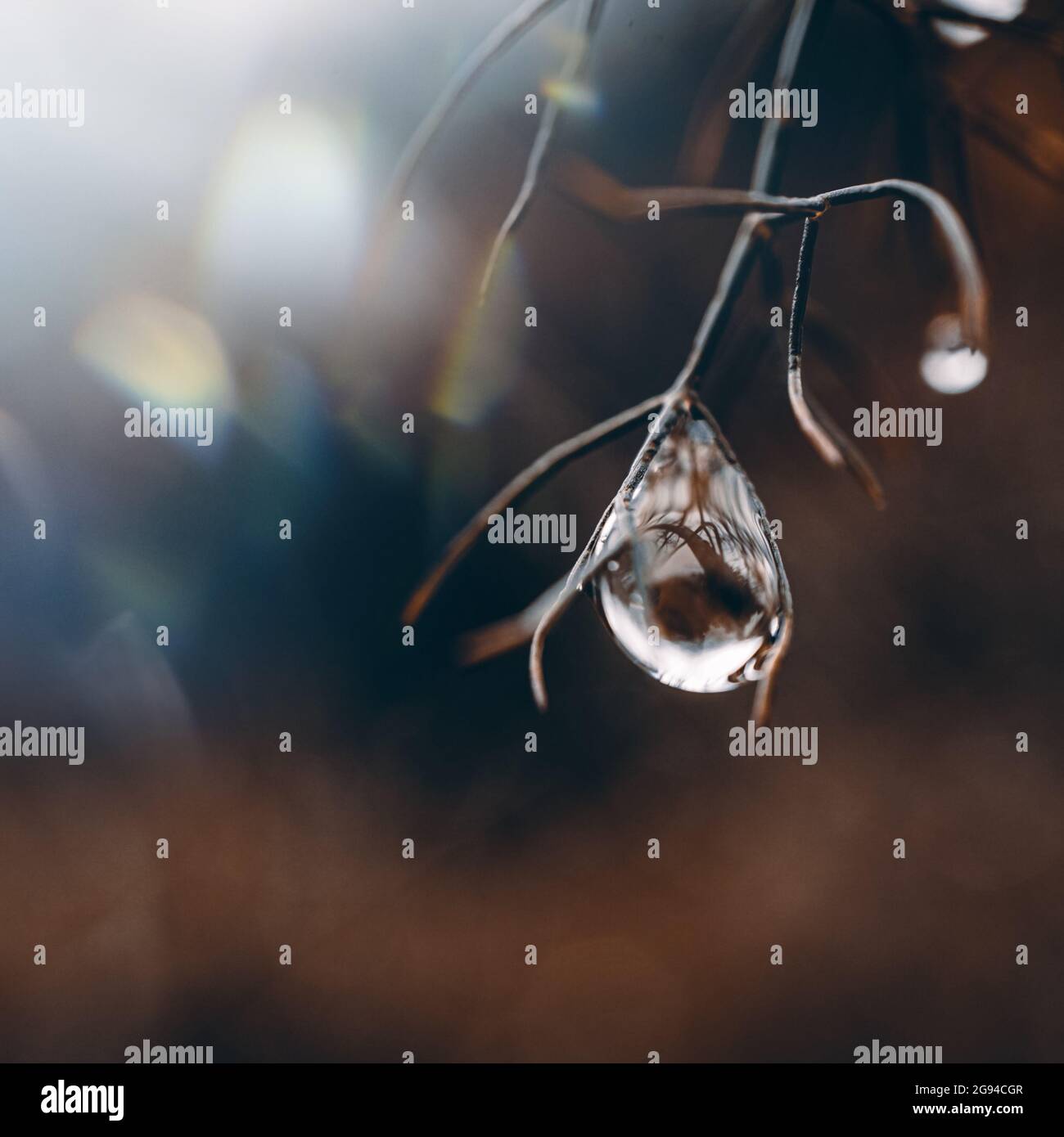 Wet plant branch on rainy hi-res stock photography and images - Alamy