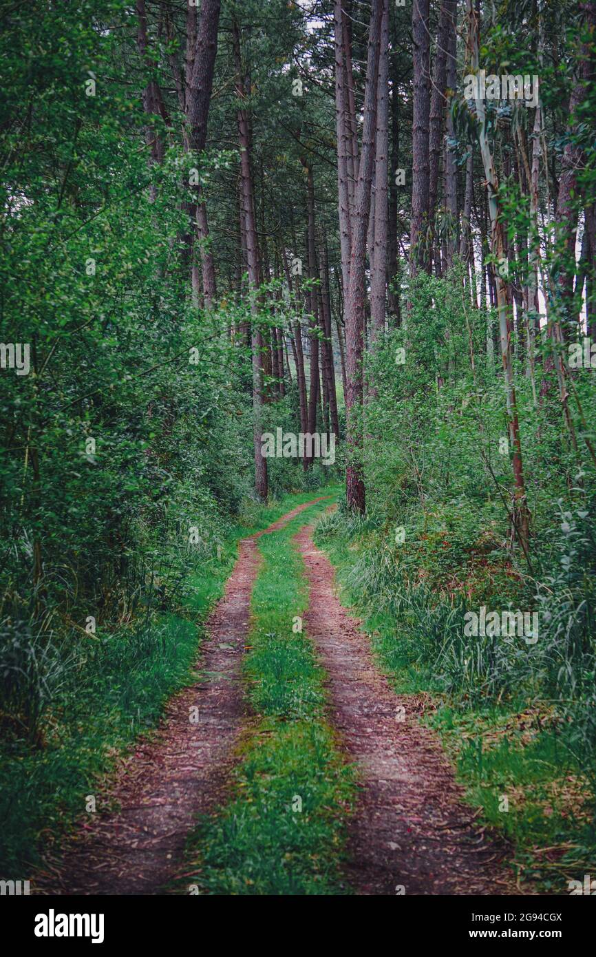 track with green vegetation in the mountain in springtime Stock Photo ...