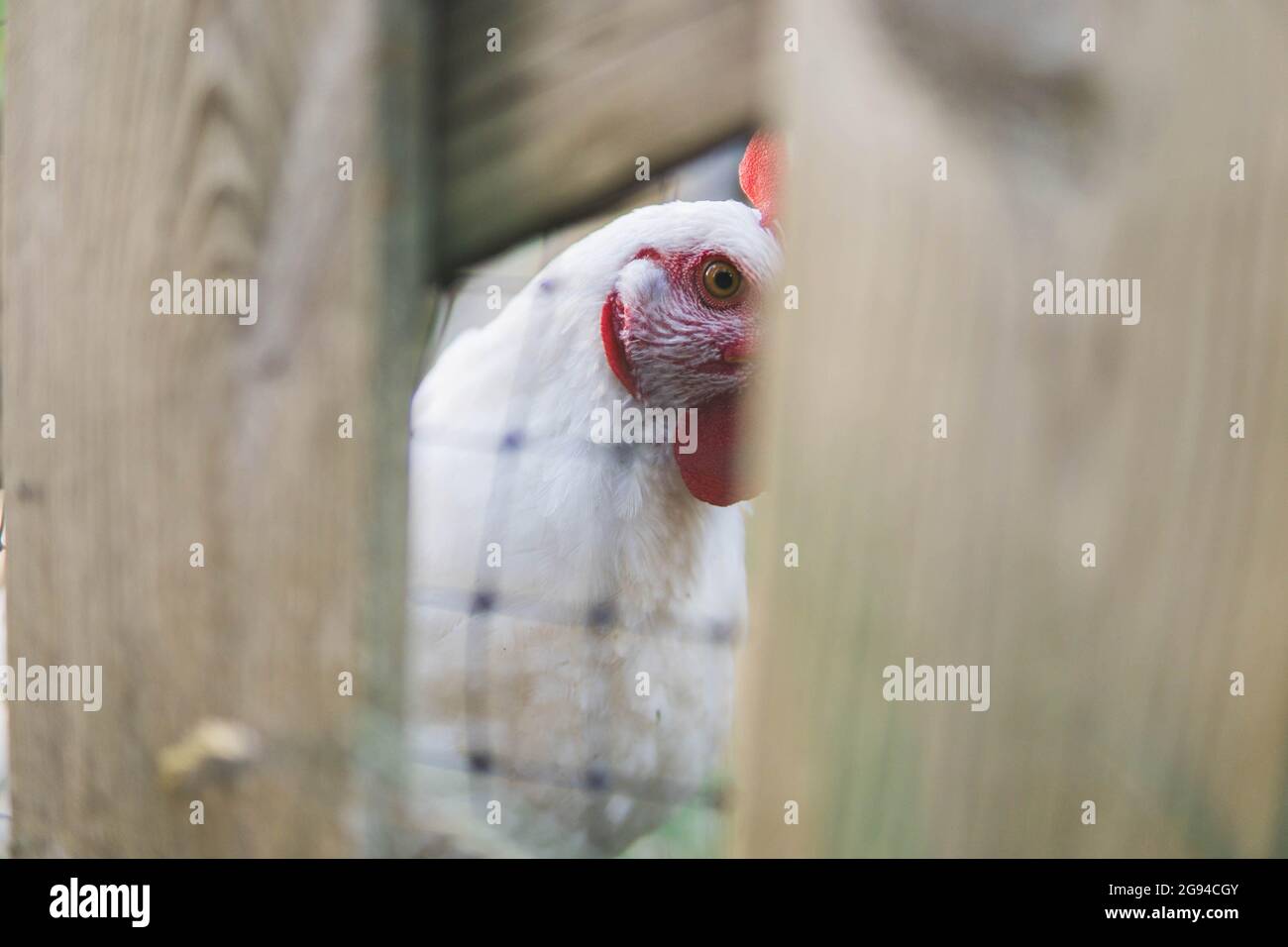 chicken eye looking at the camera between two boards Stock Photo - Alamy
