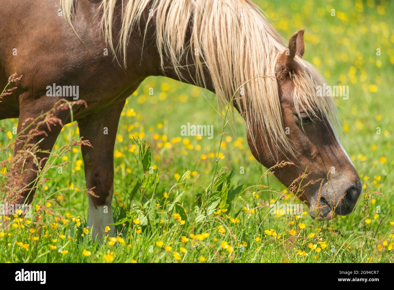 Welsh cob horse, stallion eating grass Stock Photo - Alamy