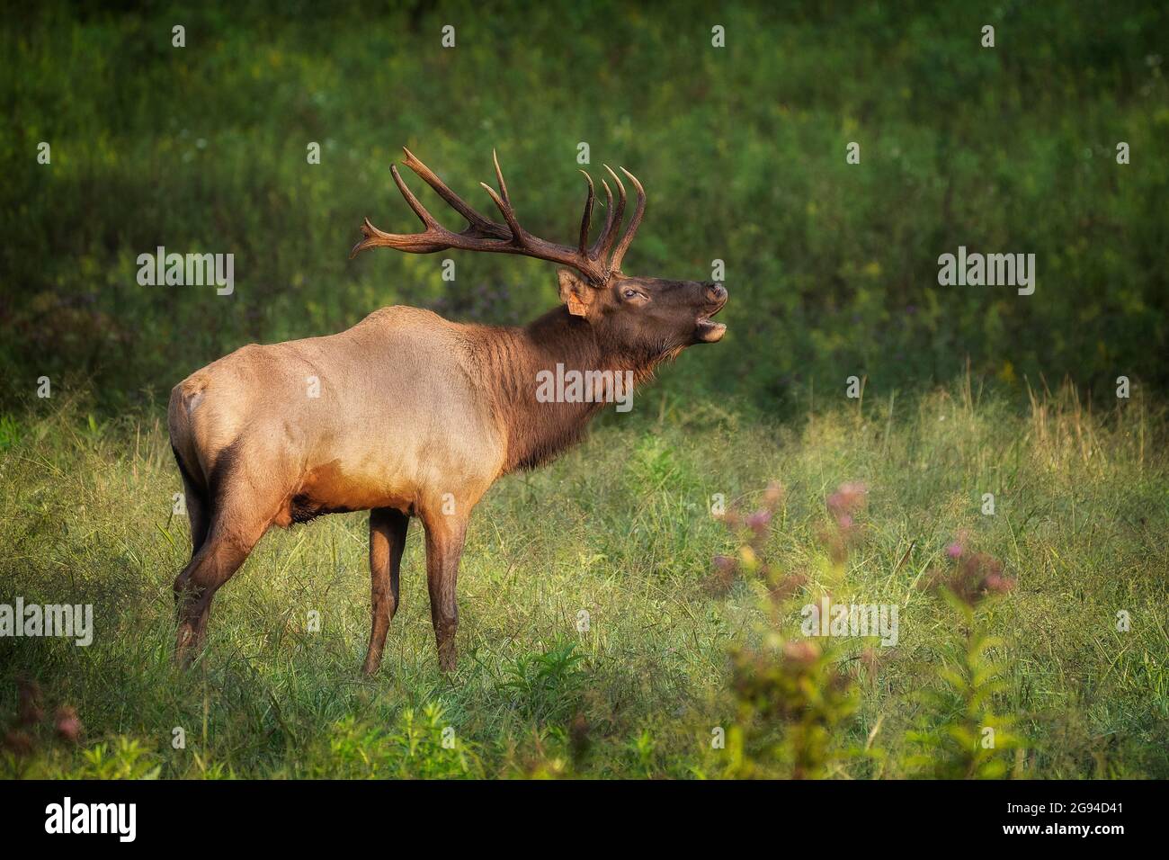 A Bull Elk Bugling in the Morning Sun Stock Photo - Alamy