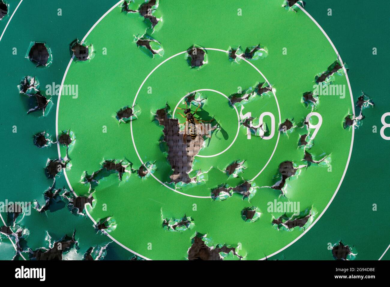 Green archery target all covered with holes and a wasp in the center ...