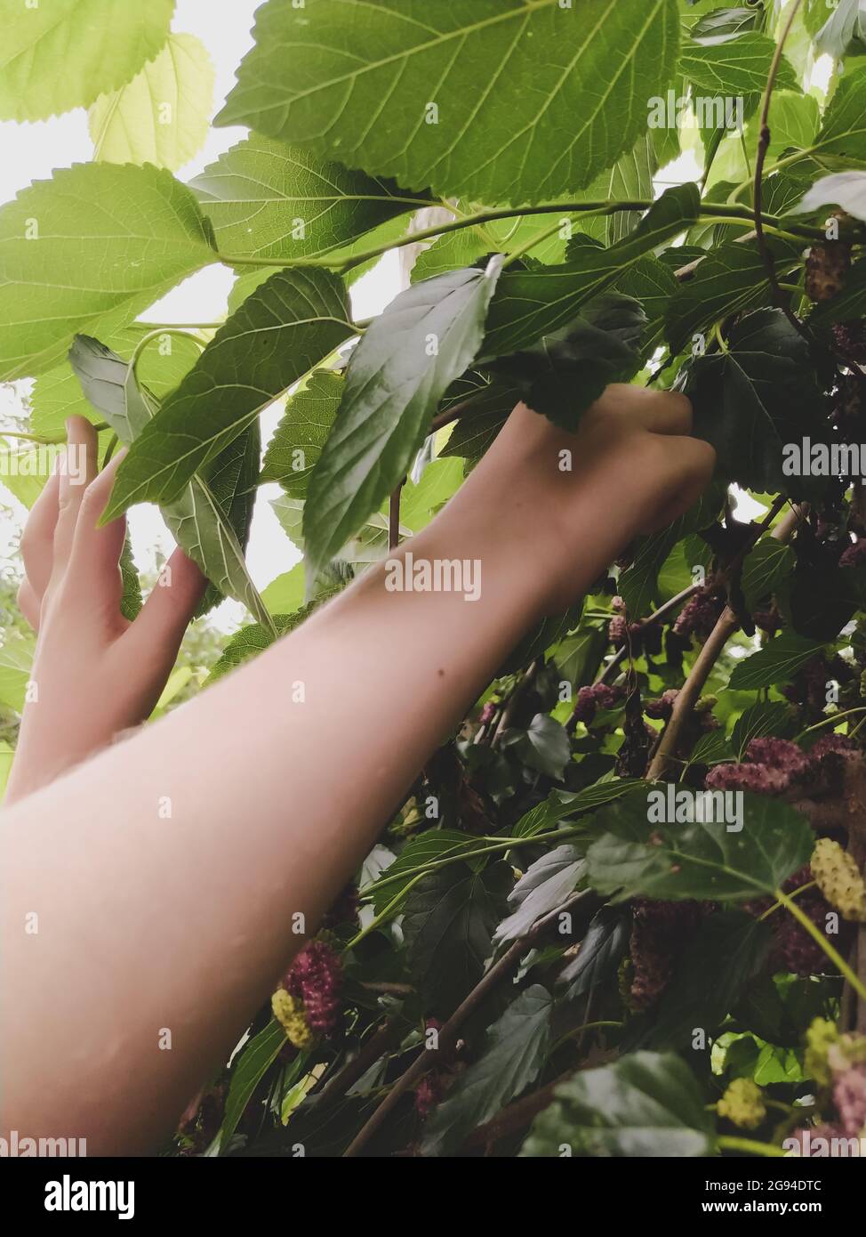 Perennial tree branch hi-res stock photography and images - Alamy