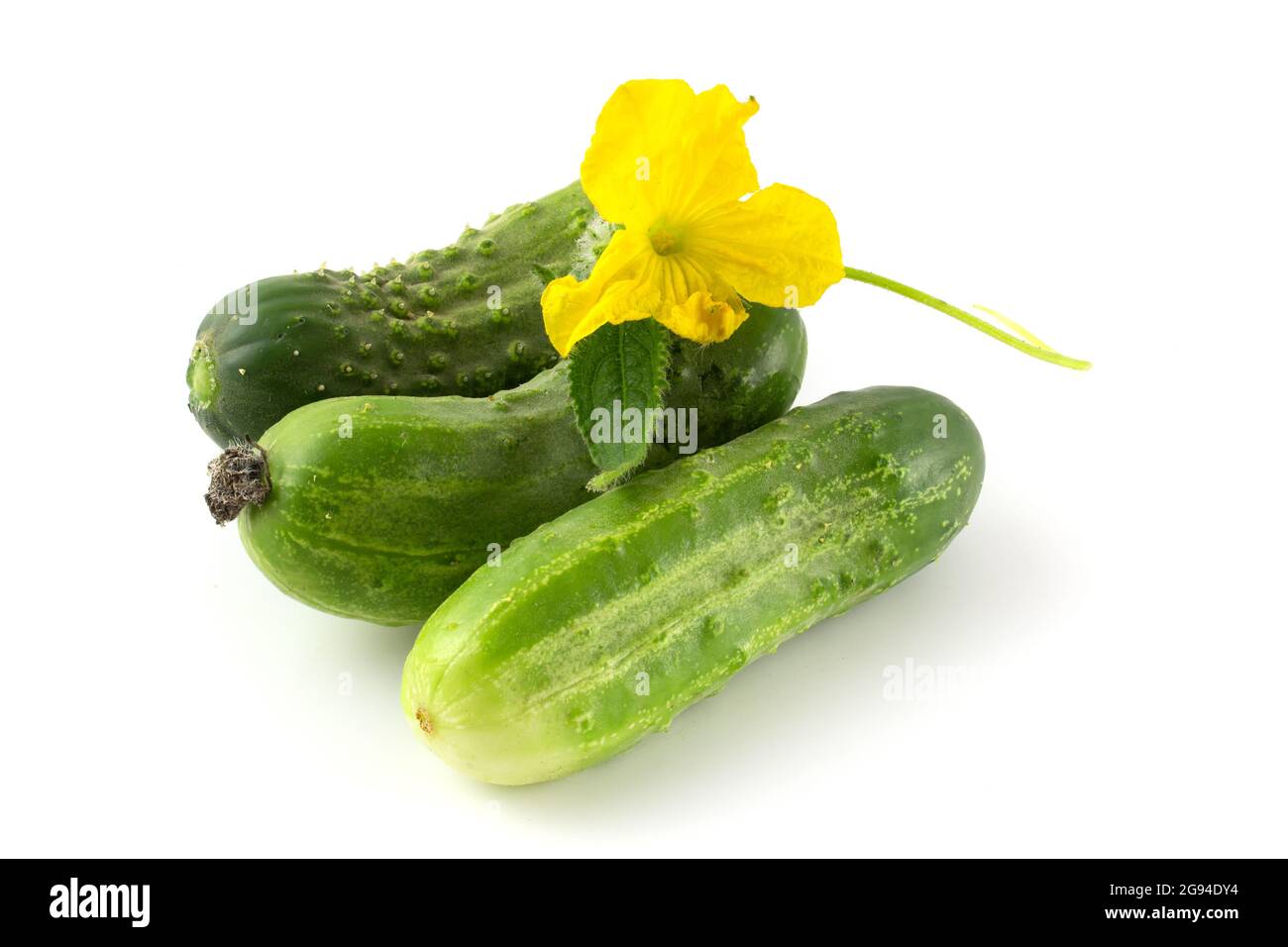 Fresh little cucumbers isolated on white background. Gherkins with ...