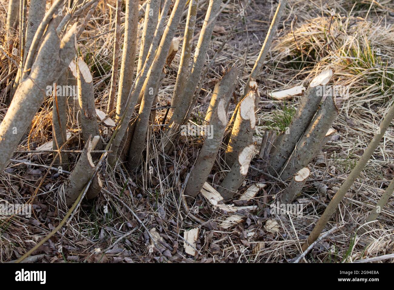Beaver chewed hi-res stock photography and images - Alamy