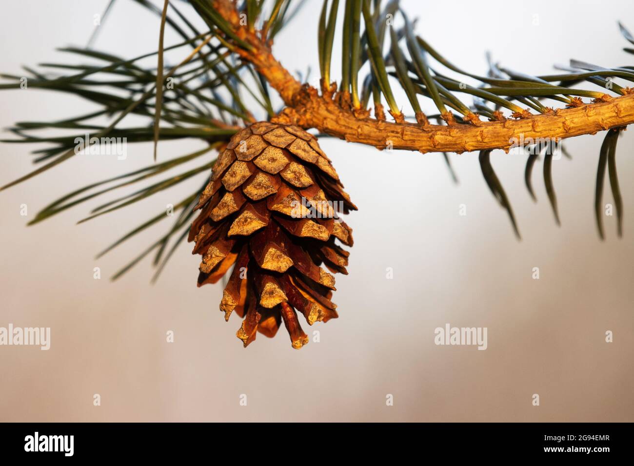 Pinus sylvestris cone hi-res stock photography and images - Alamy