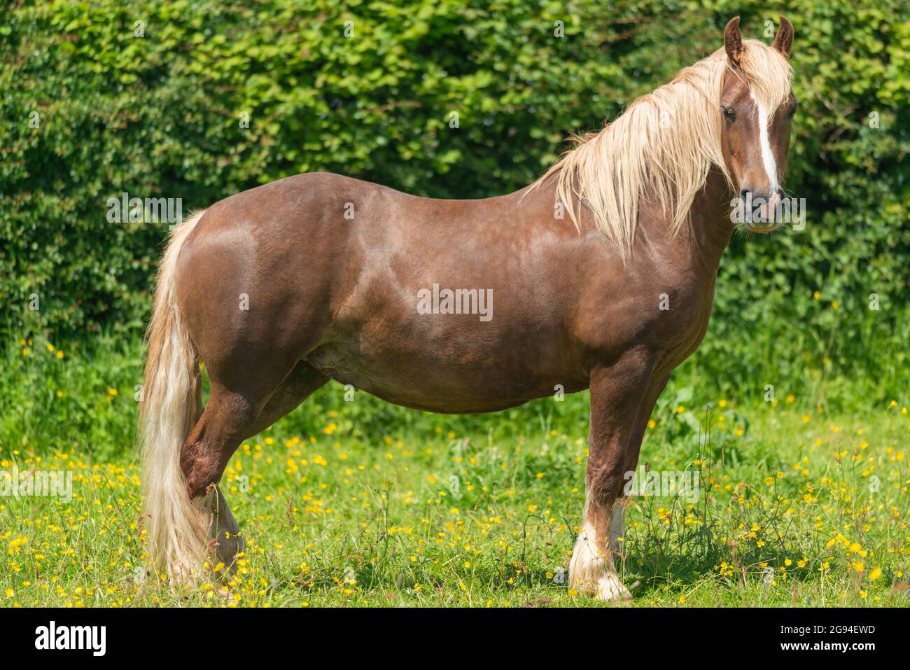 Welsh cob horse, stallion Stock Photo - Alamy