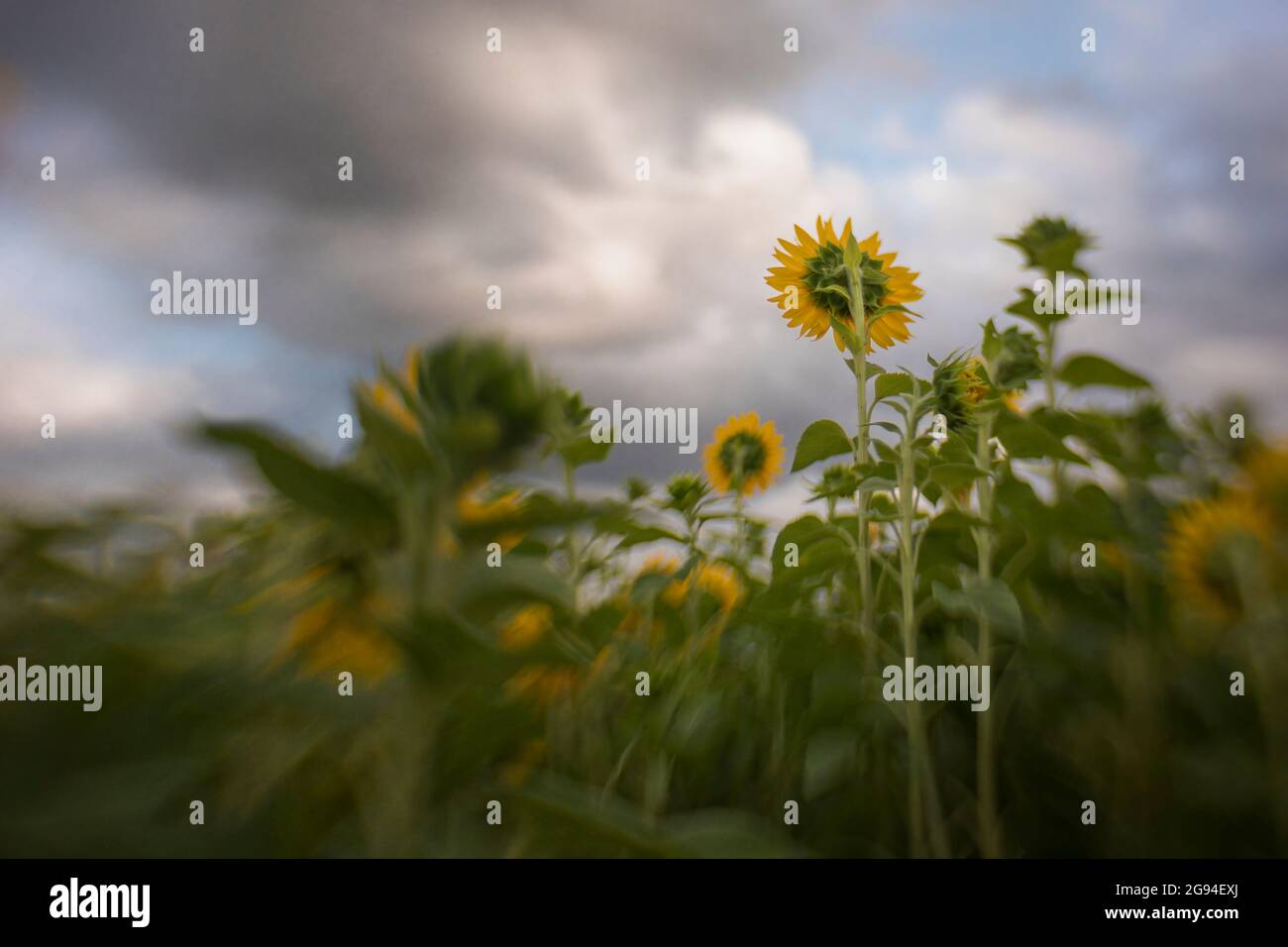 A field of sunflowers grow under storm clouds on a Florida farm Stock ...