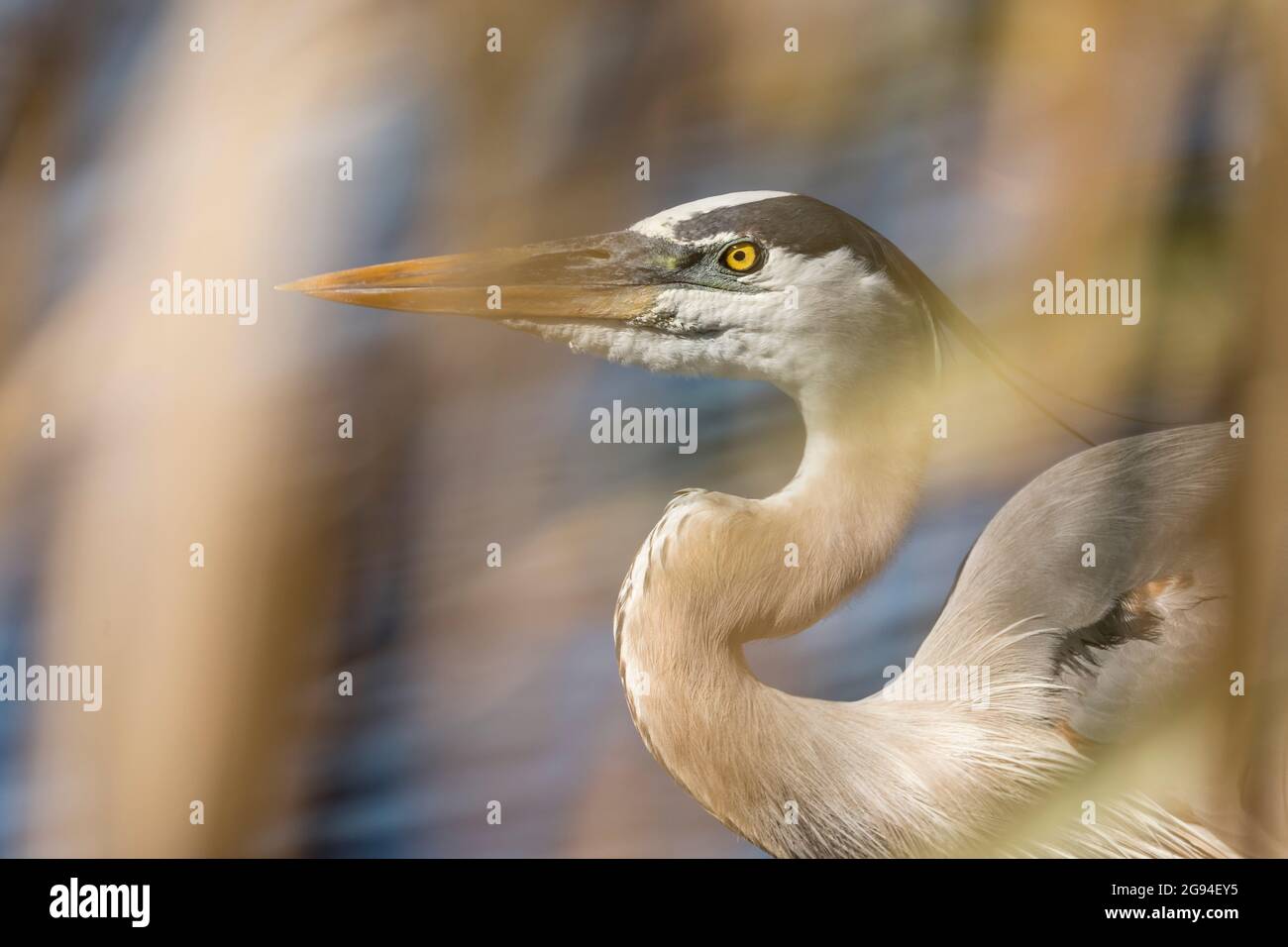 Lakeland florida fishing hi-res stock photography and images - Alamy