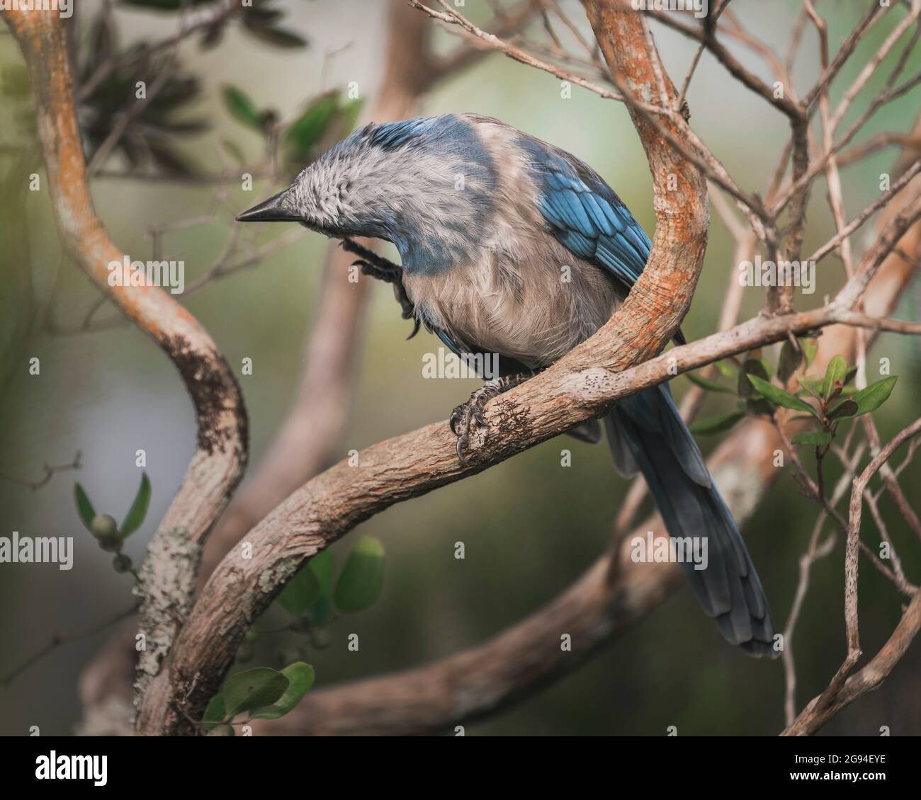 Blue Florida scrub jay bird perches on branch and scratches head Stock ...