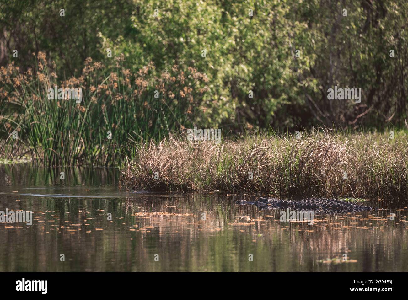 Alligator conservation hi-res stock photography and images - Alamy