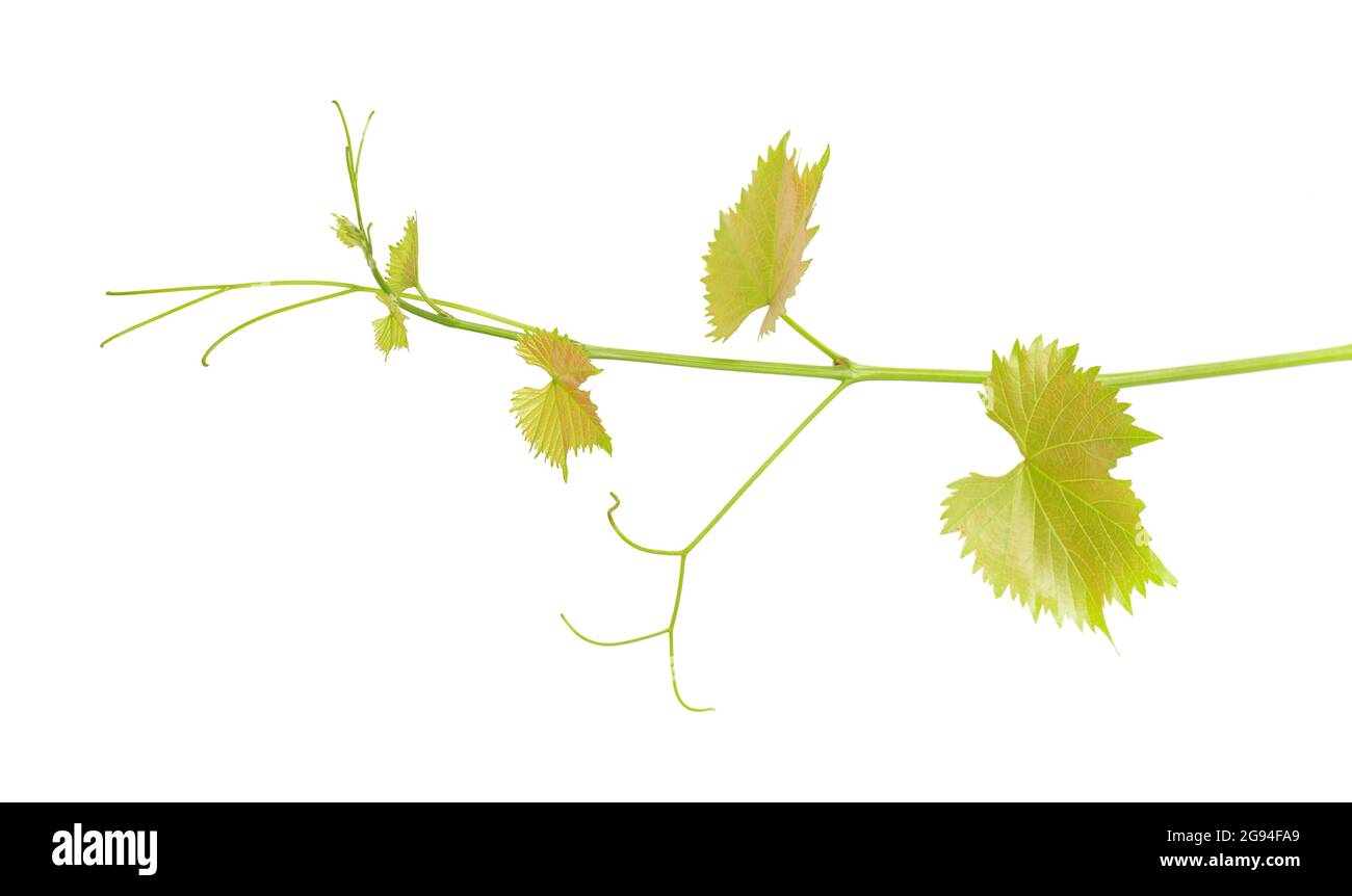 Green branch of grape vine isolated white background. Sprig with leaves ...