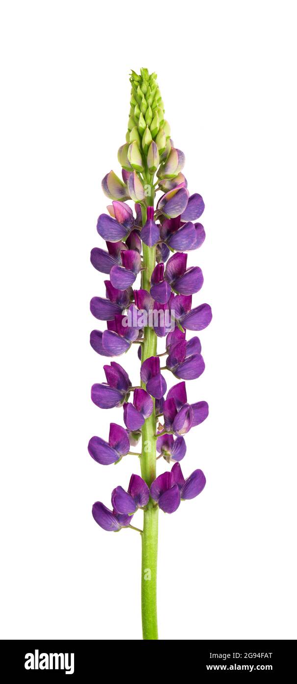 Purple lupine flower isolated on white background. Lupinus or Wolf bean ...
