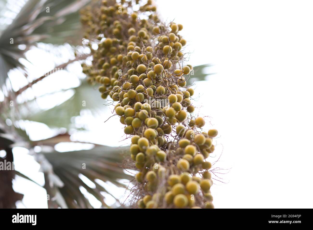 Palm tree seeds hi-res stock photography and images - Alamy