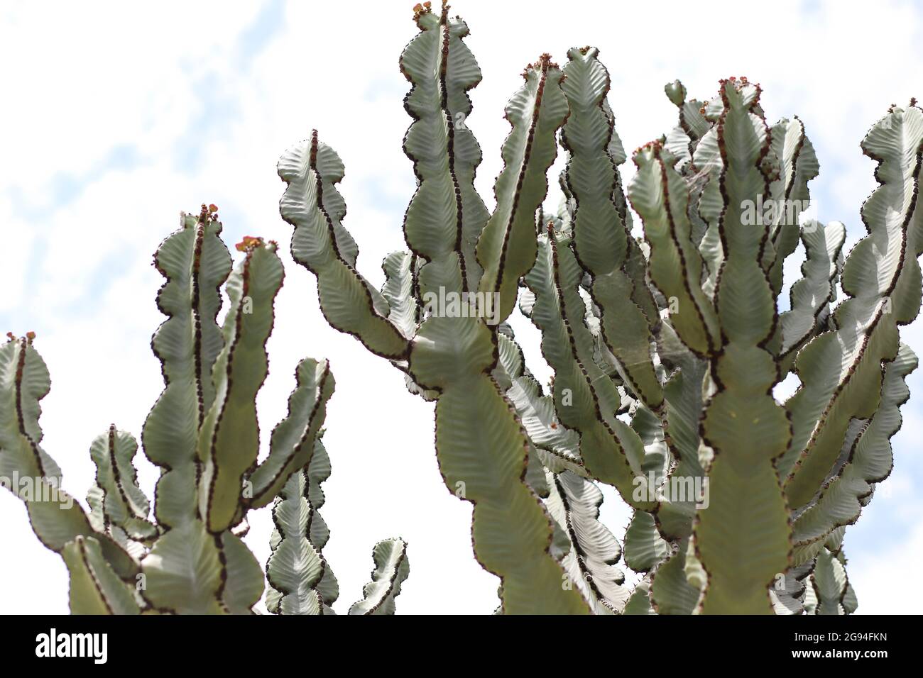Euphorbia ingens cactus hi-res stock photography and images - Alamy