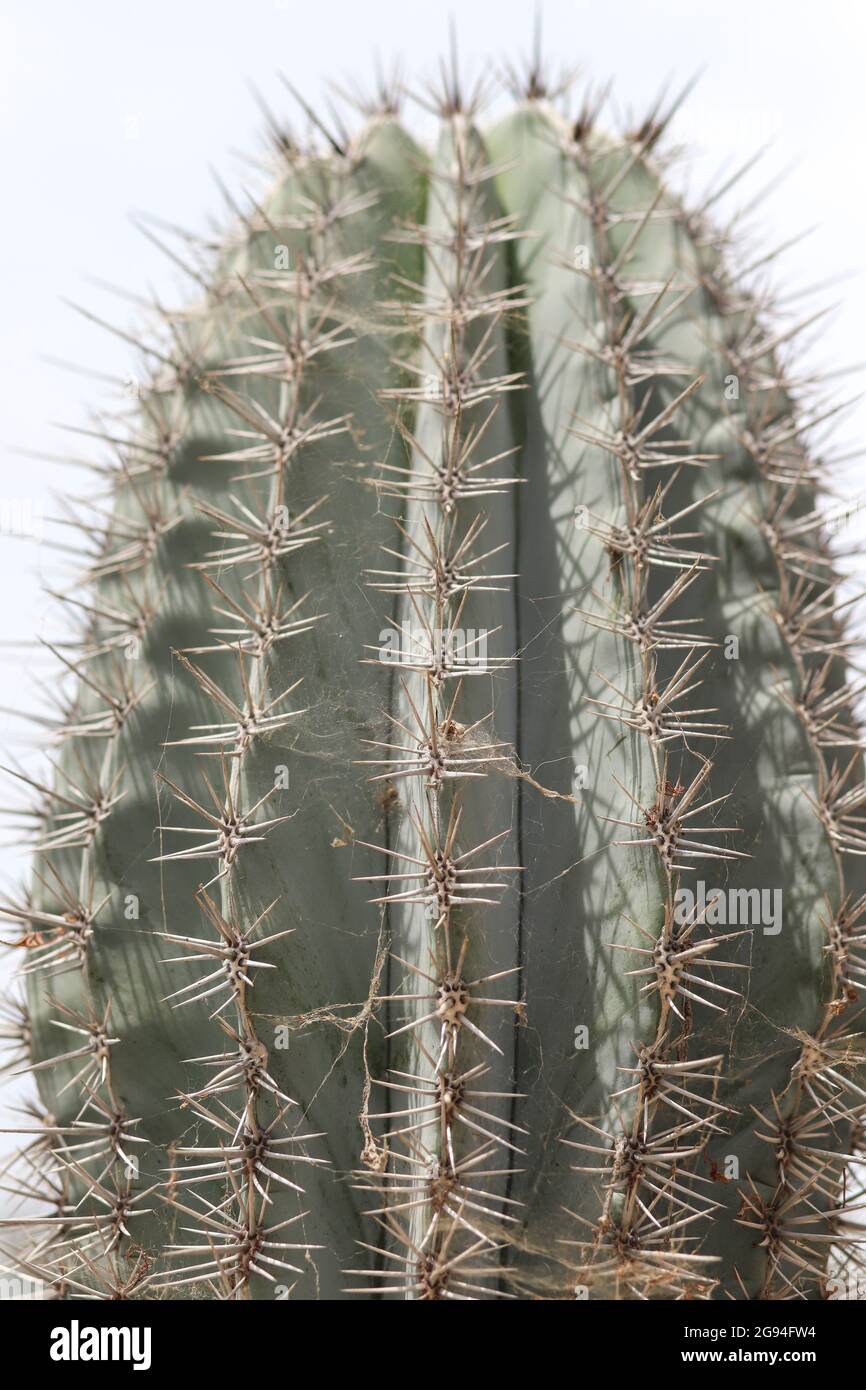 A Saguaro cactus up close with spider webs Stock Photo - Alamy