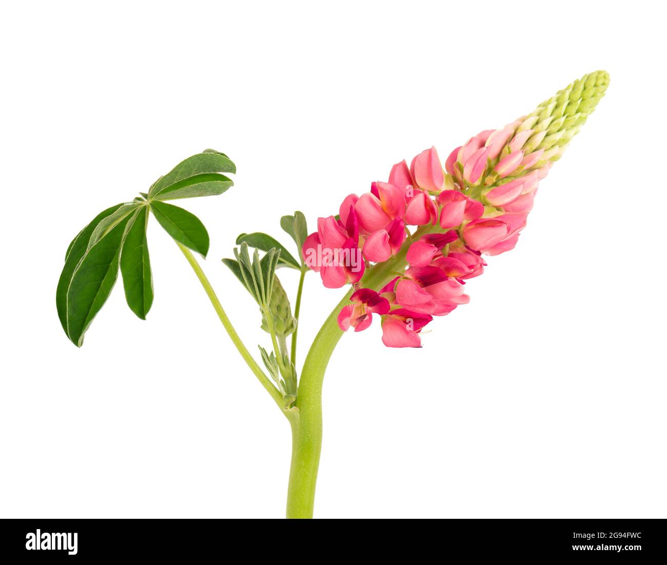 Pink lupine flower isolated on white background. Lupinus or Wolf bean ...
