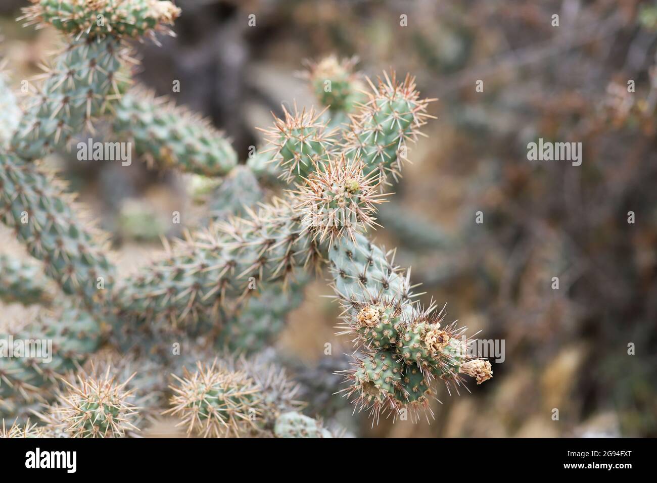 Coastal cholla hi-res stock photography and images - Alamy