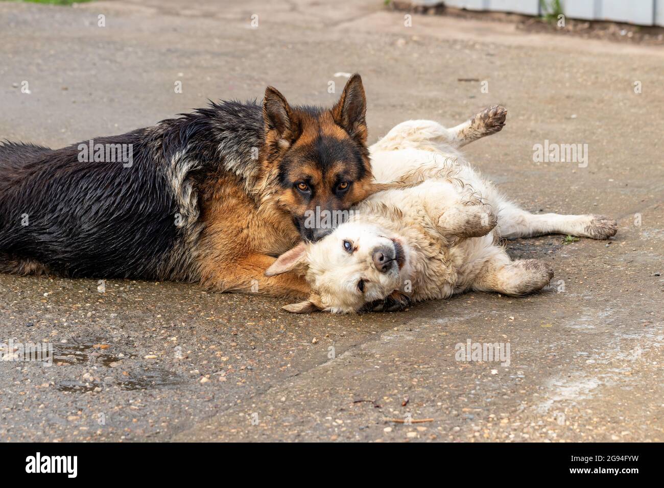 Two large dogs shepherd and labrador playing in the yard, funny pet ...