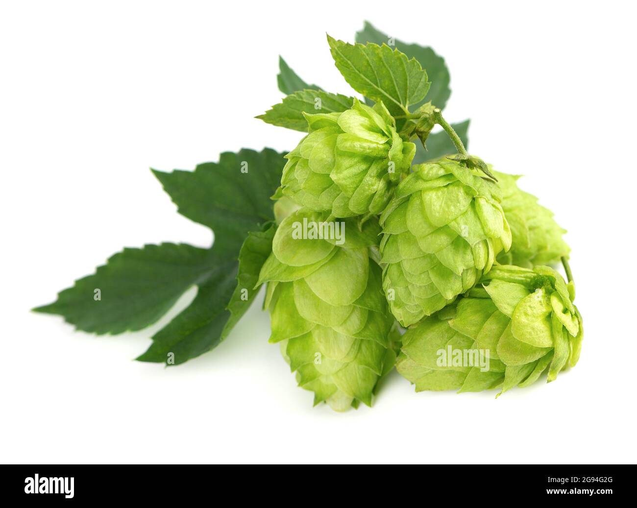 Fresh green hops branch, isolated on a white background. Hop cones with ...
