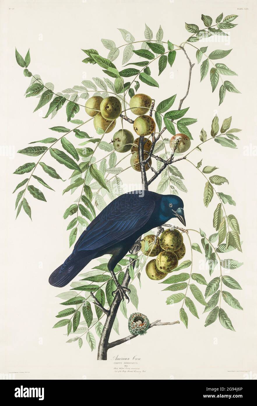 Vintage avian illustrations collection hi-res stock photography and ...