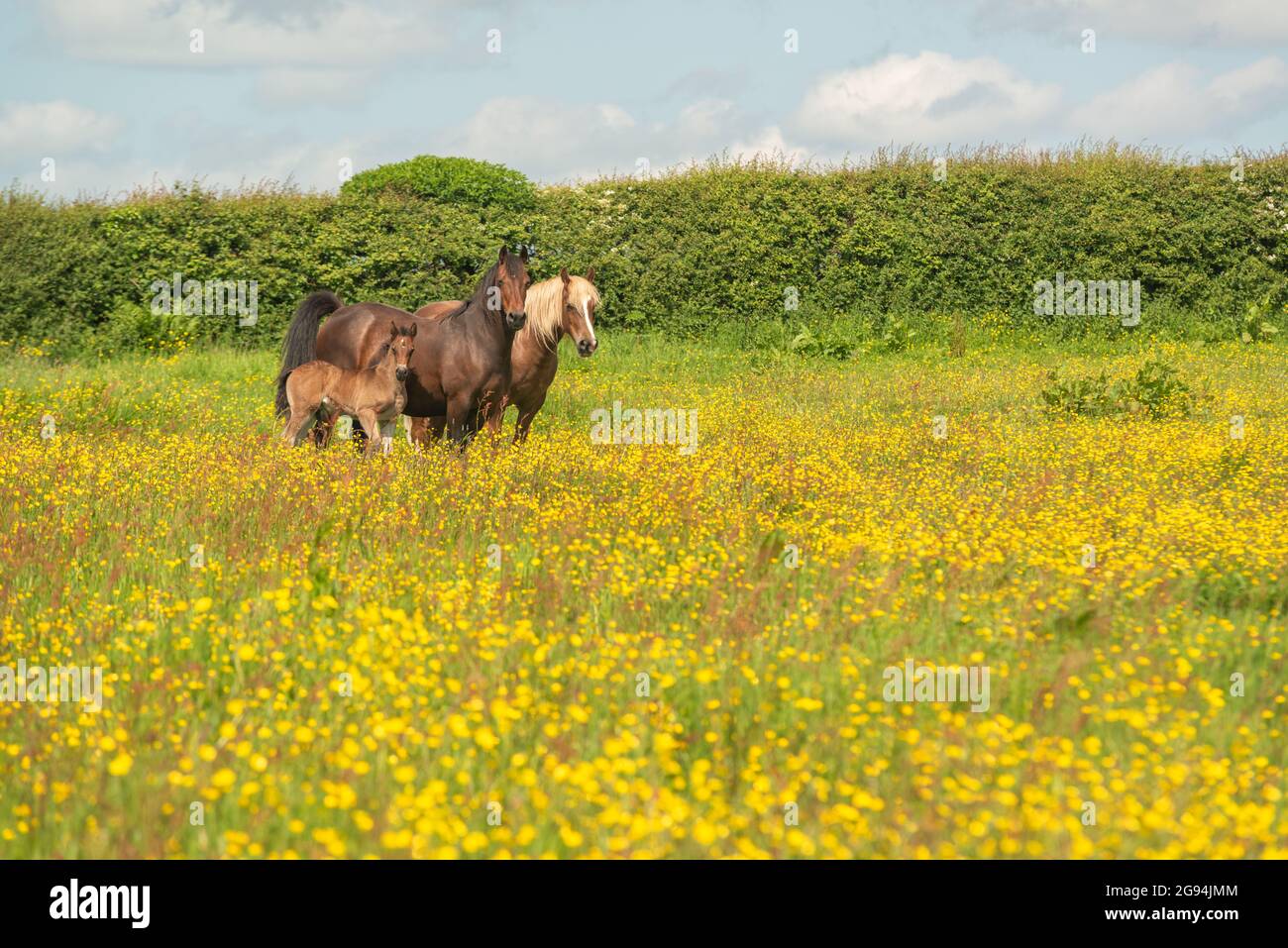 Welsh Mare And Foal High Resolution Stock Photography and Images - Alamy