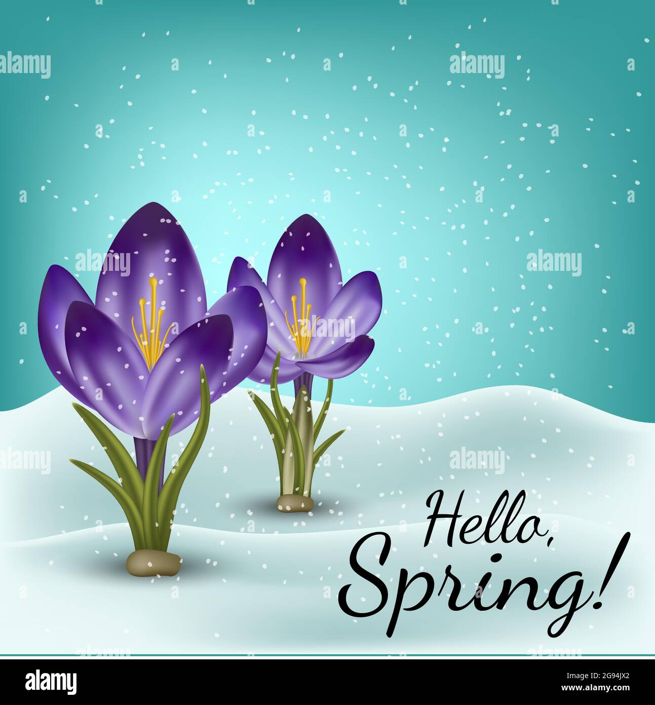 Vector realistic spring flower crocus in a snowdrift. Use for postcards ...