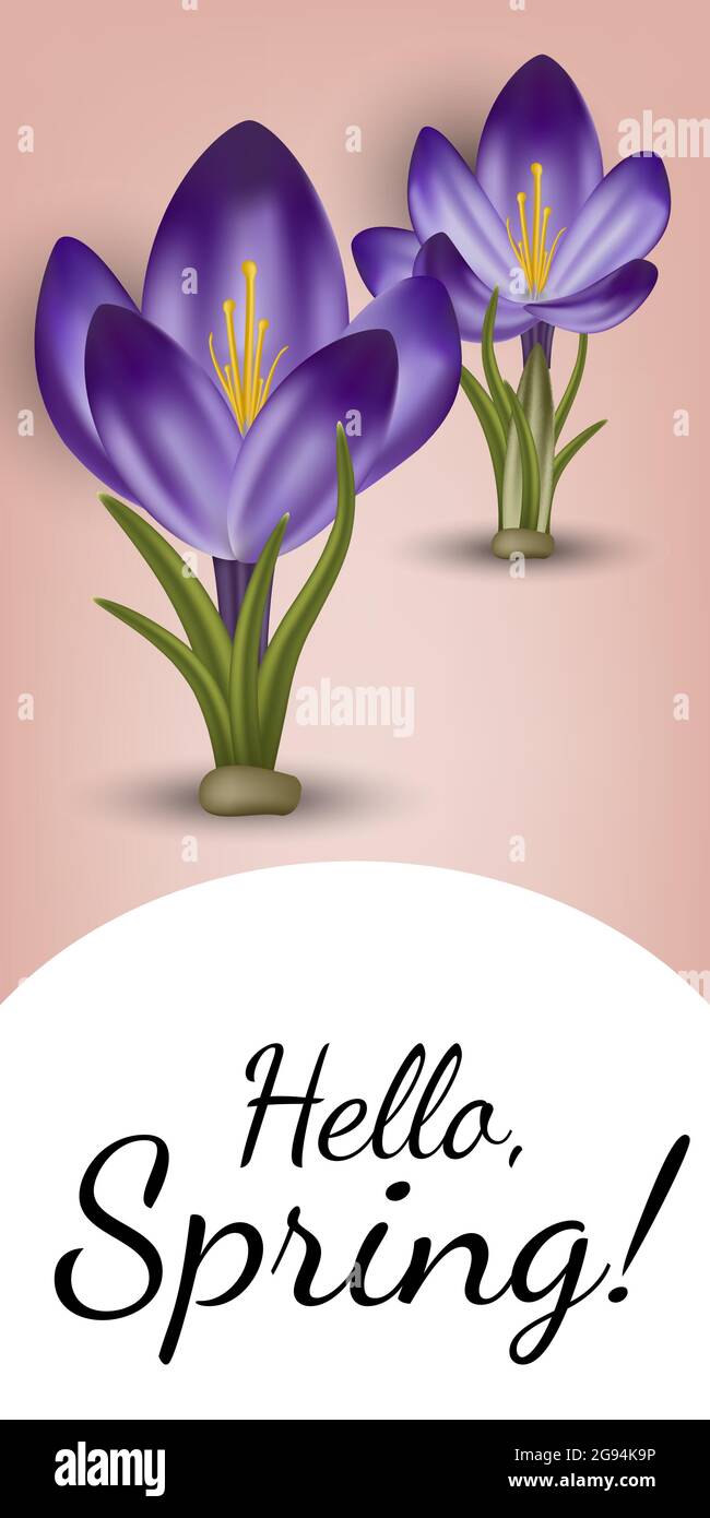 Vector realistic spring flower crocus. Use for postcards, banners ...