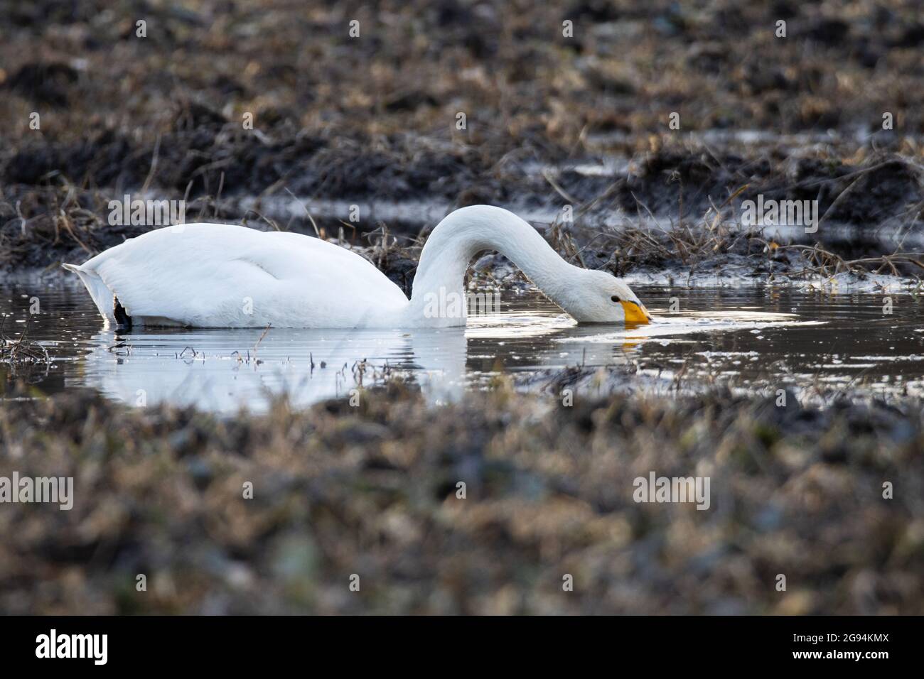 Whooper swan, Cygnus cygnus stopping on a muddy crop field during ...