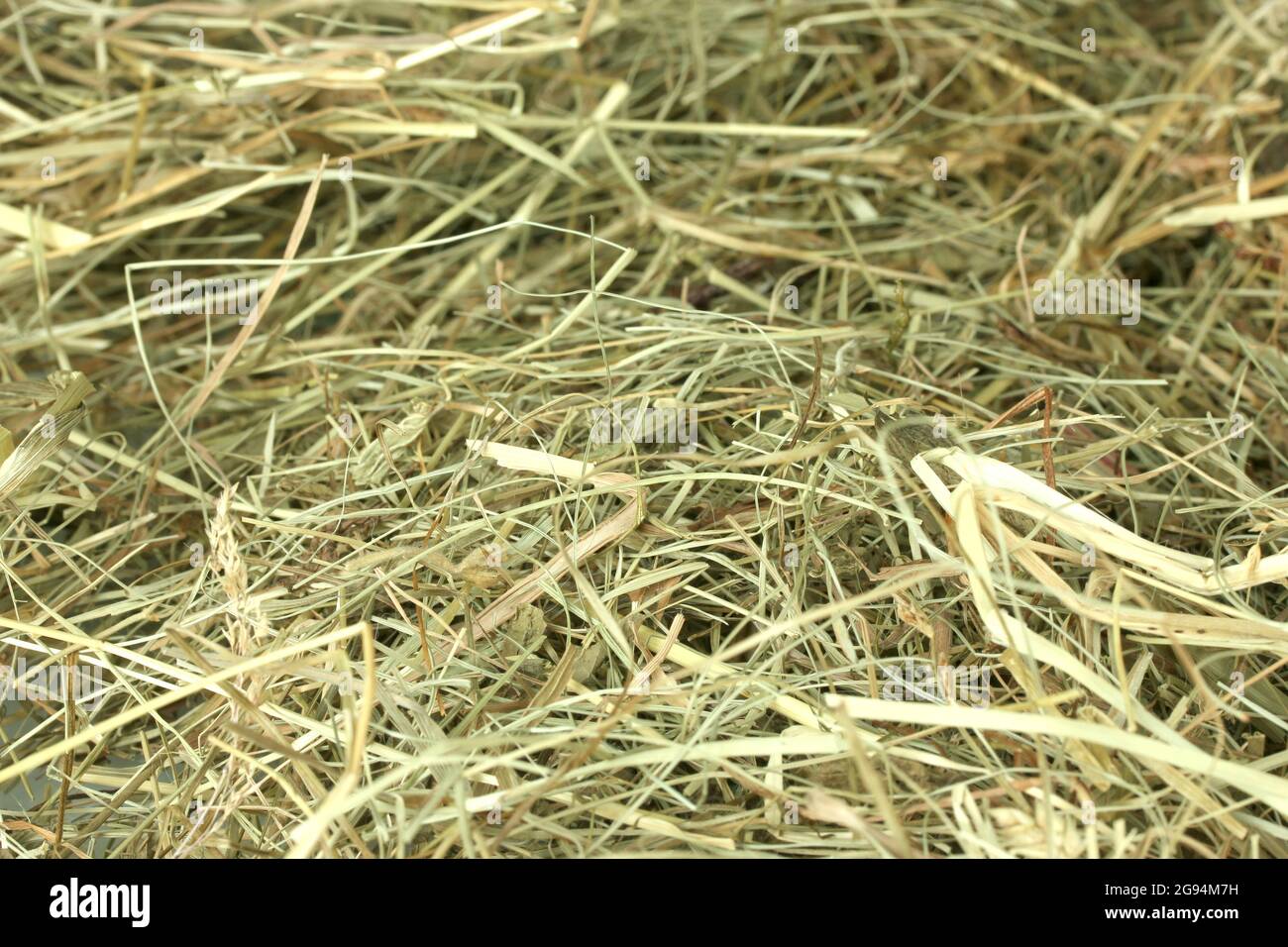 Golden hay texture background close-up Stock Photo - Alamy