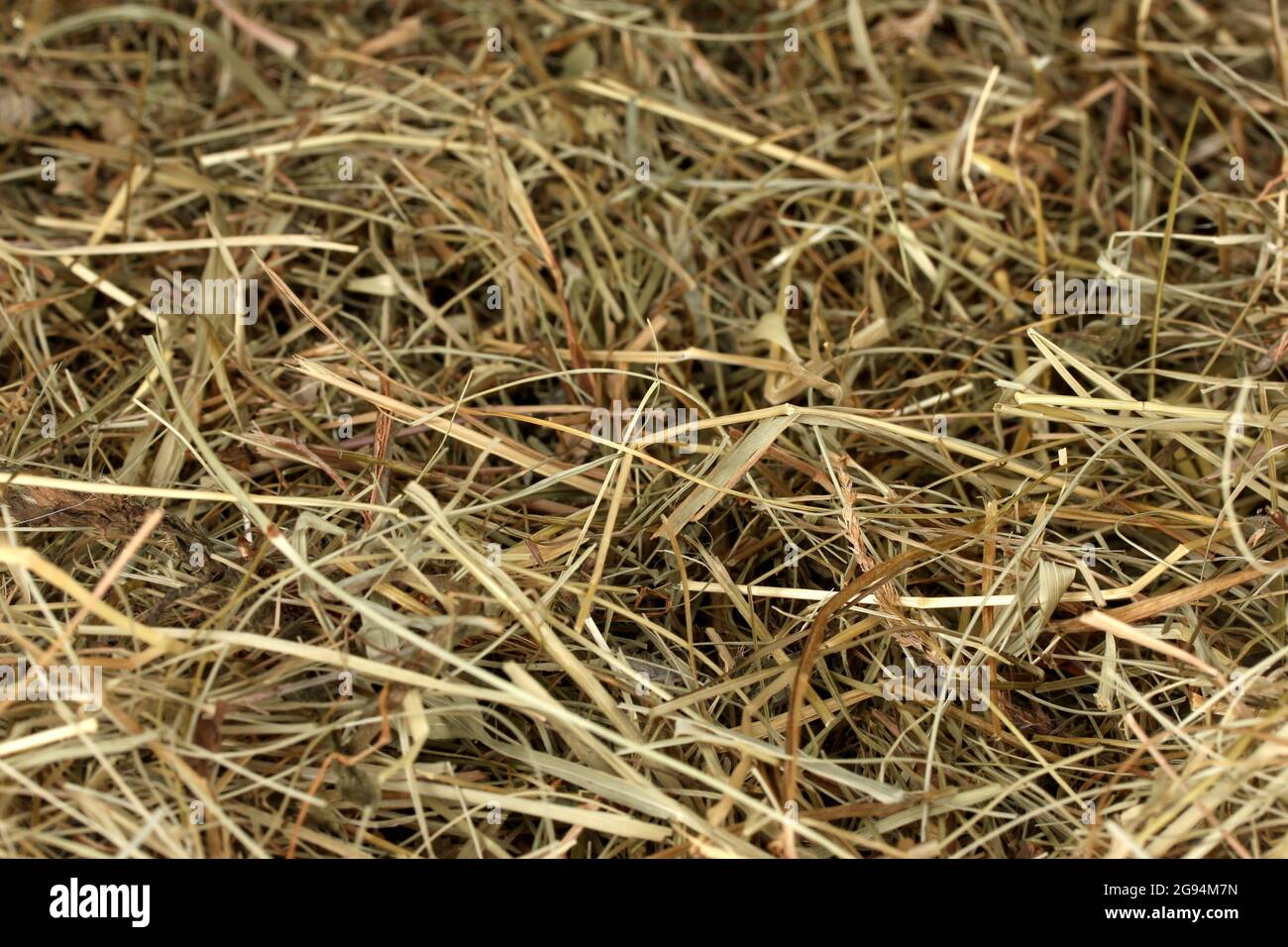 Golden hay texture background close-up Stock Photo - Alamy