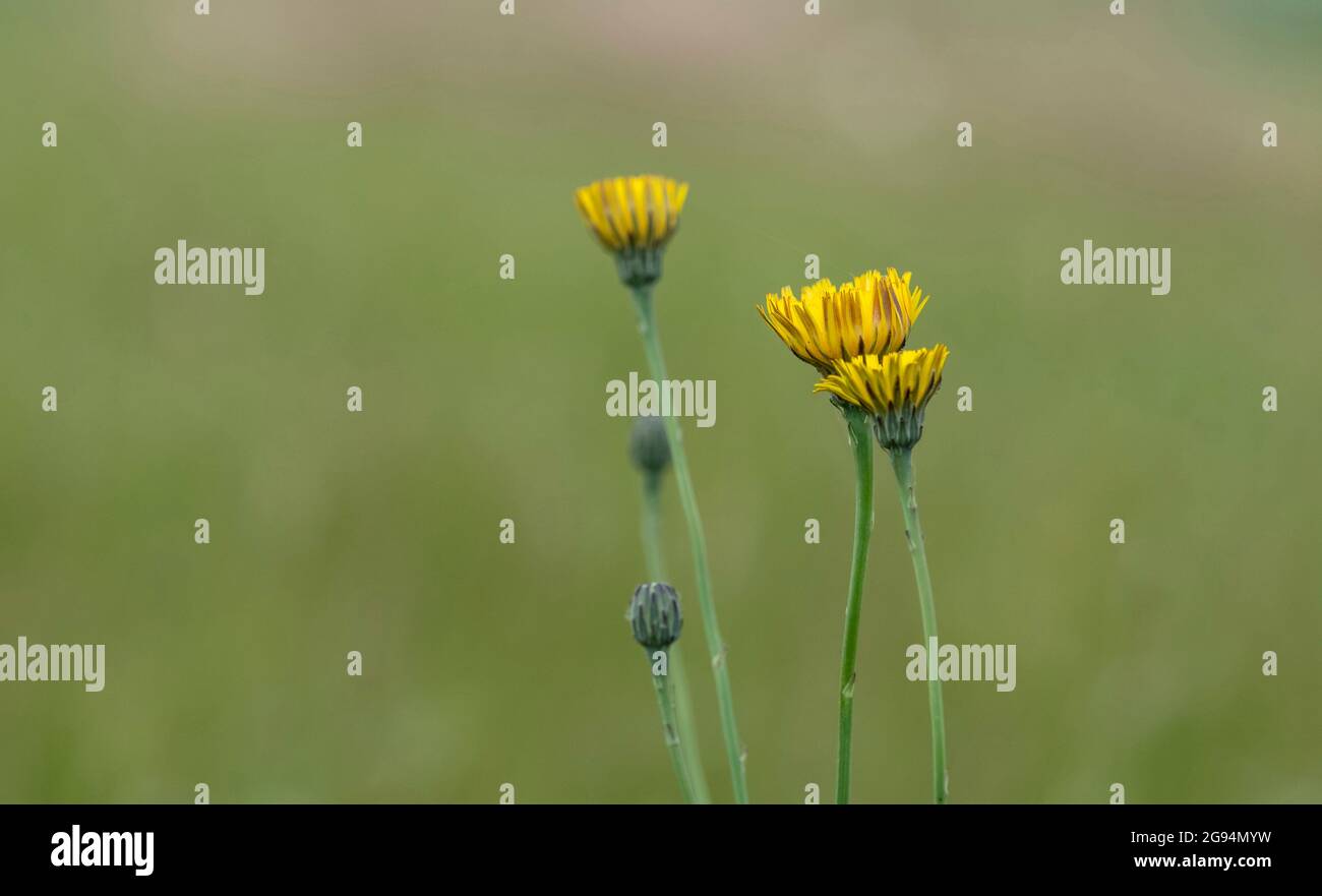Wild flora, flowers in spring in the Pampas landscape, La Pampa ...
