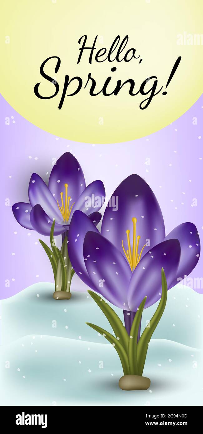 Vector realistic spring flower crocus in a snowdrift. Use for postcards ...