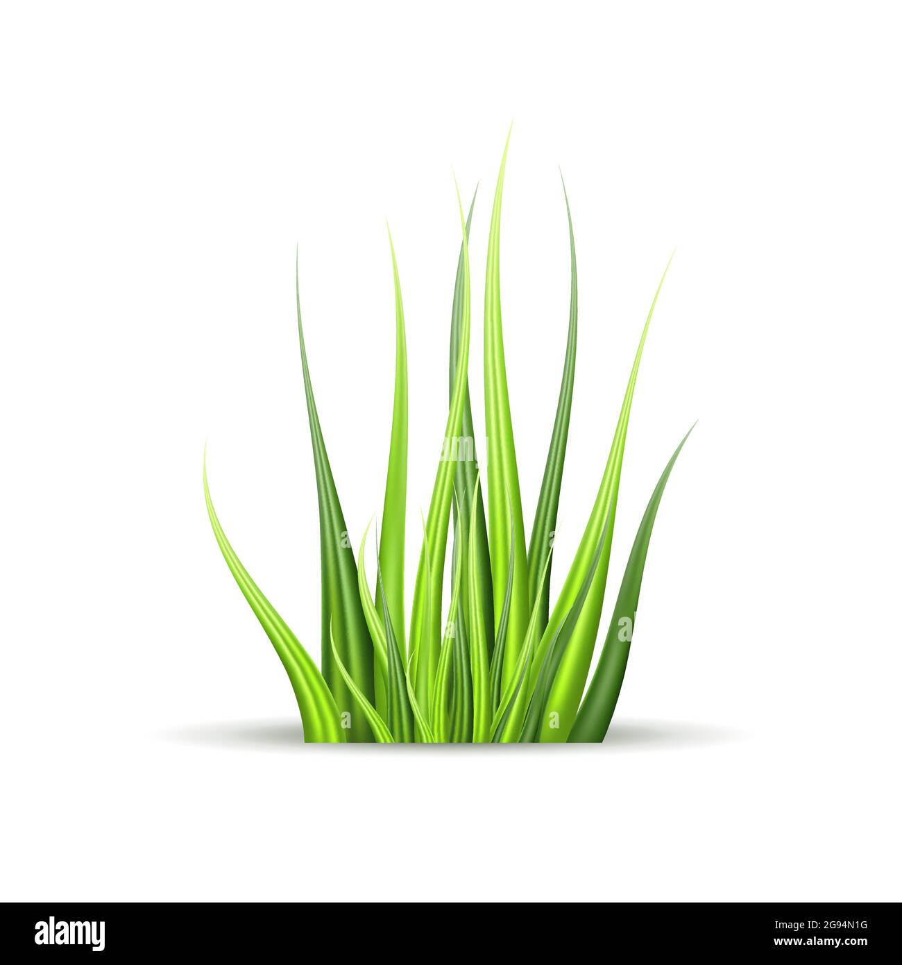 Super realistic, detailed fresh green vector grass. Isolated plant ...