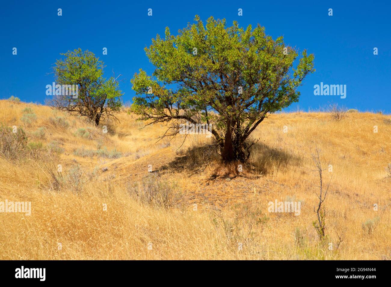 Hackberry tree hi-res stock photography and images - Alamy