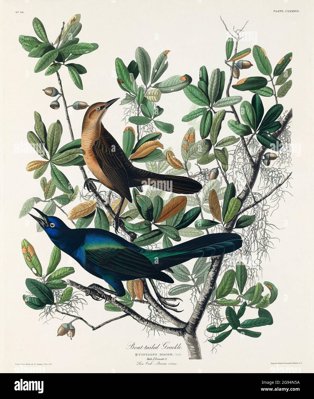 Classic avian drawings hi-res stock photography and images - Alamy