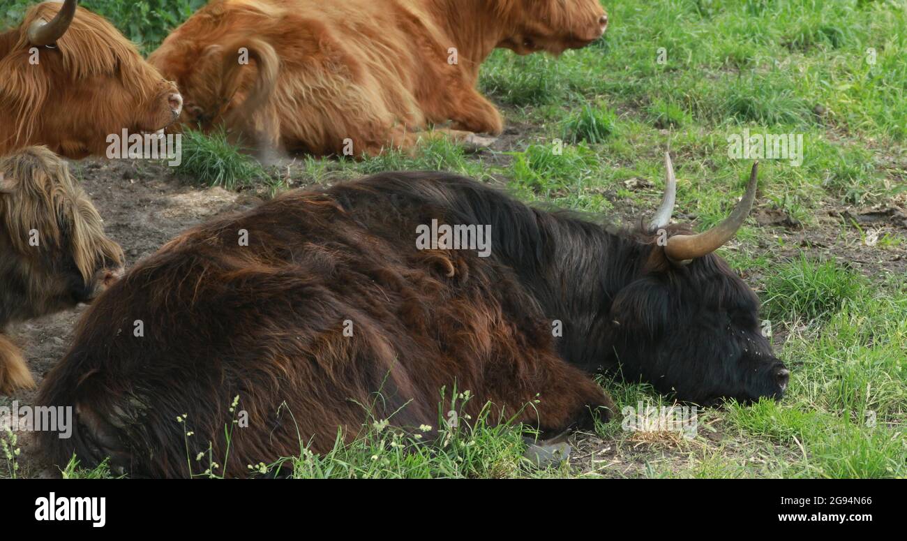 Herd of highland cattle lying on ground in summer day, pasture on ...