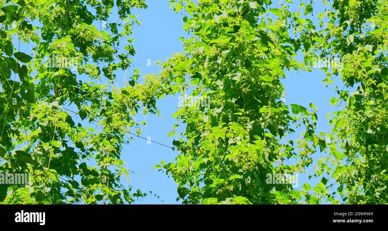 High plants on hops farm. Rural landscape with beer ingredients Stock ...