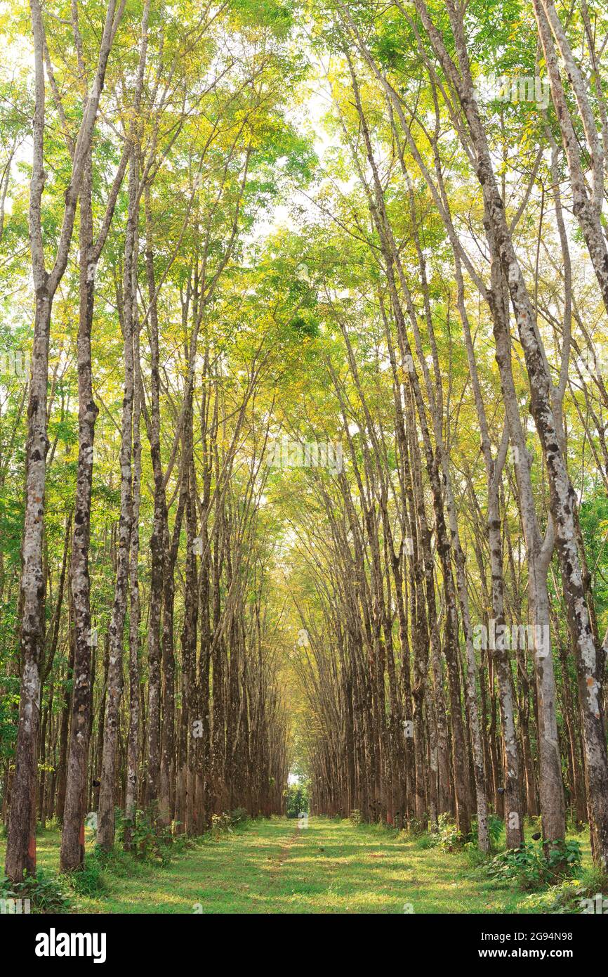 Row of para rubber tree Stock Photo - Alamy