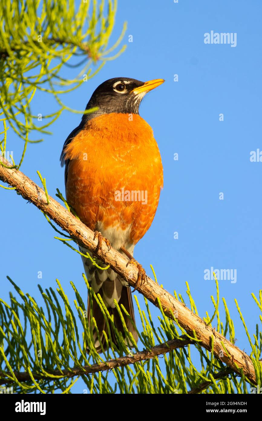 Robin clark hi-res stock photography and images - Alamy