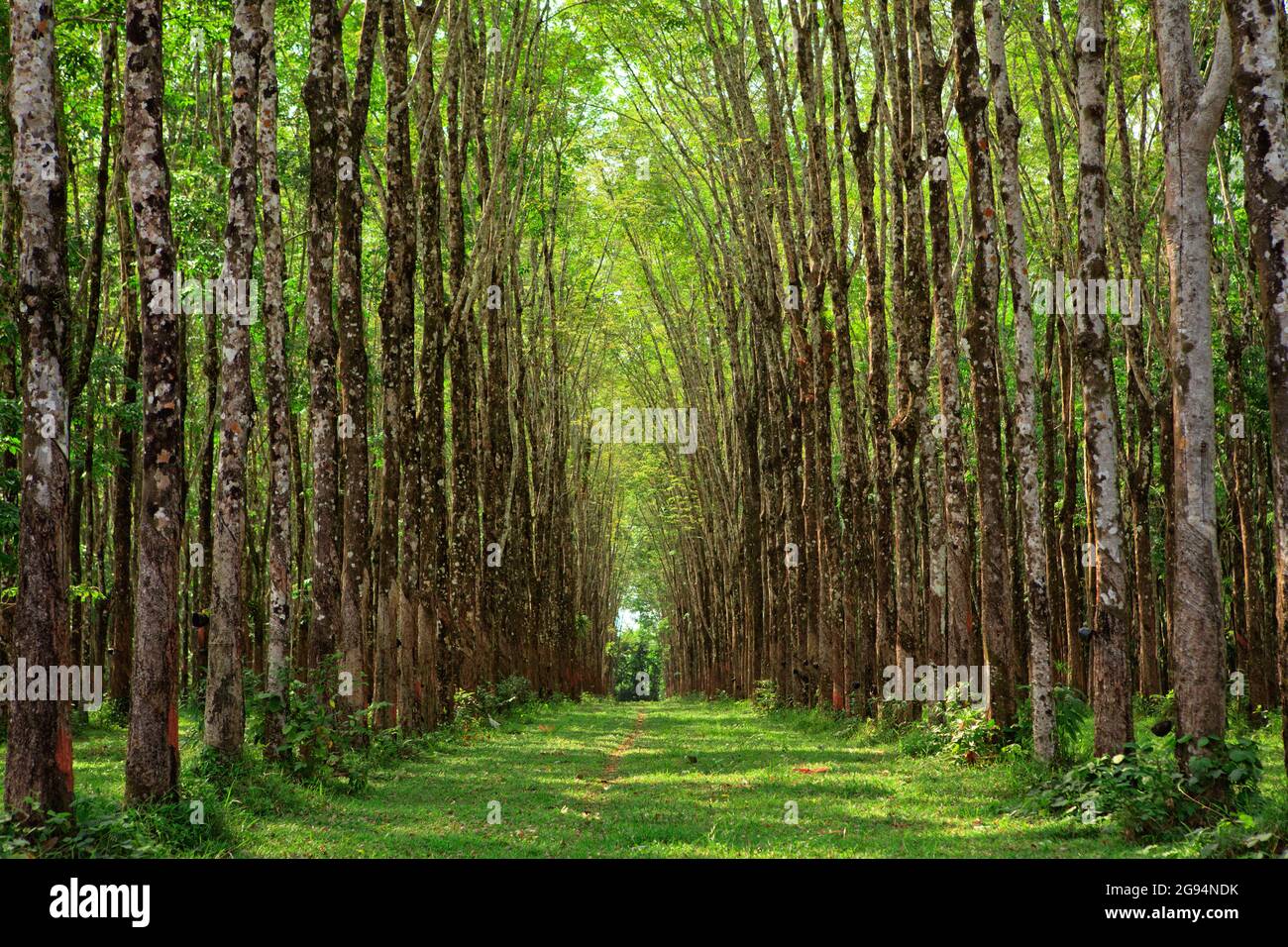 Row of para rubber tree Stock Photo - Alamy